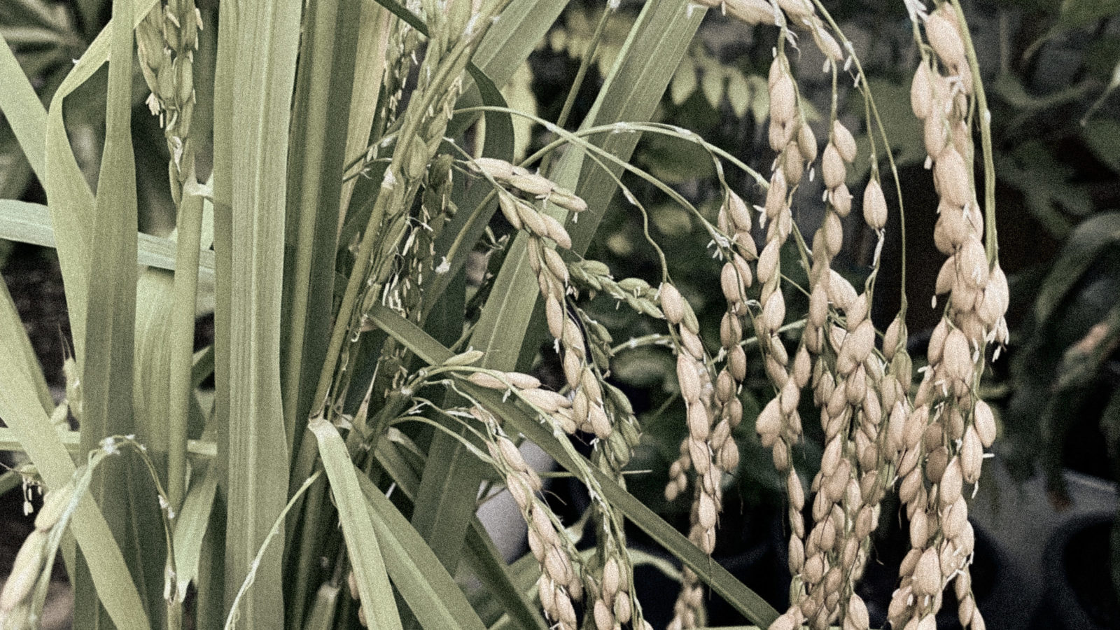Lao Sticky Rice 101: How to Make Khao Neow by Annee Lund